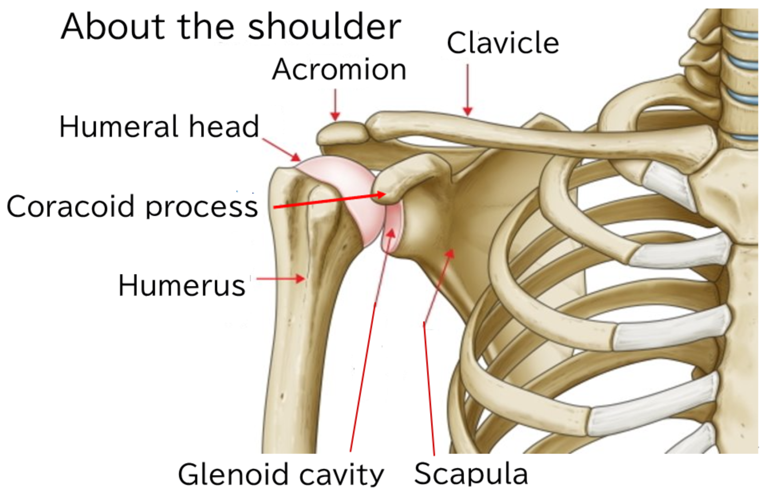 SURGERY FOR RECURRENT SHOULDER DISLOCATION | MEDICAL INFO | Kyoto ...
