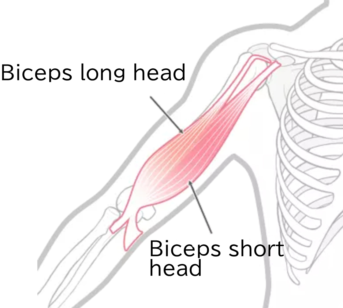 BICEPS TENDON INJURY | MEDICAL INFO | Kyoto Shoulder & Sports Clinic